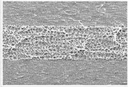 CELGARD 2320 MICROPOROUS TRILAYER MEMBRANE (PP/PE/PP), Separator ...